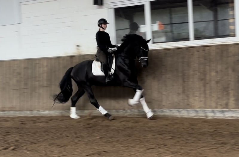 Hanoverian Gelding 5 years 16,1 hh in Verden (Aller)