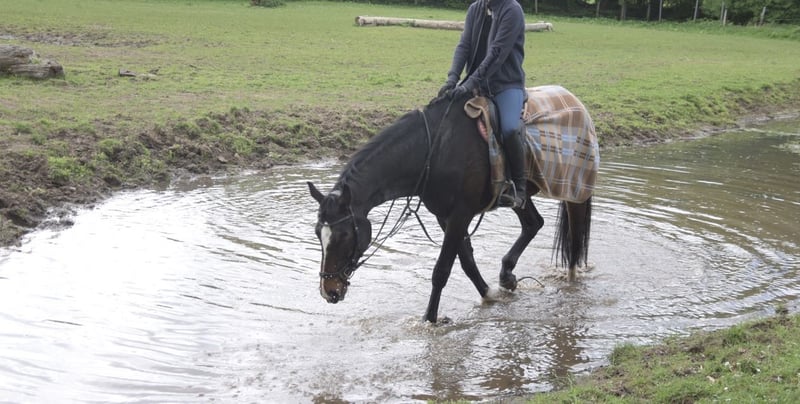 Hanoverian Gelding 8 years 16.2 hh Brown in Tangstedt