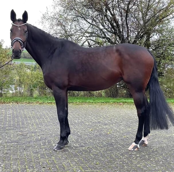 Holsteiner Stute 14 Jahre 175 cm Dunkelbrauner in Horb am Neckar