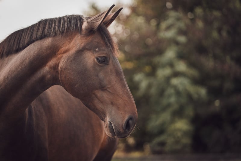 Holsteiner Stute 8 Jahre 173 cm Dunkelbrauner in Solingen