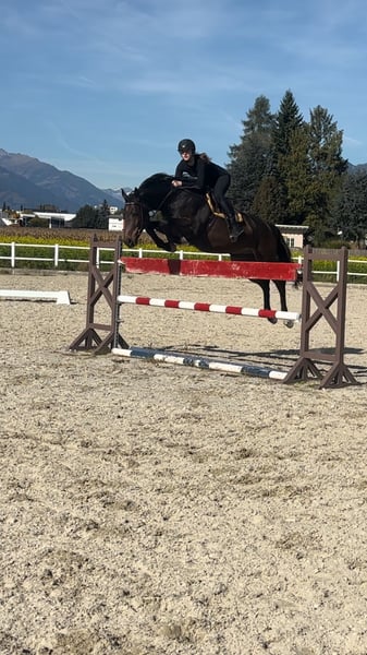 Holsteiner Wallach 10 Jahre 167 cm in Spittal an der Drau