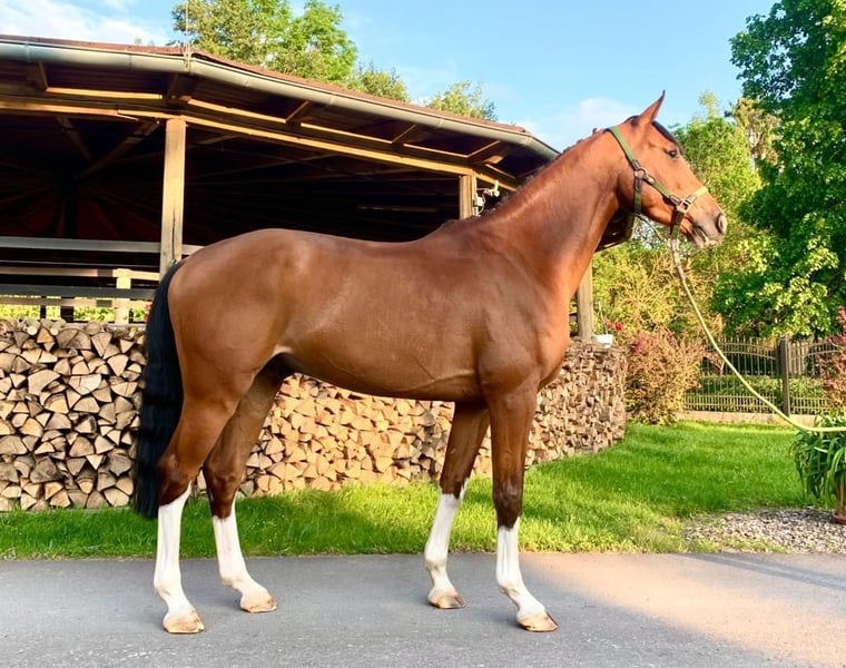 Holsteiner Wallach 5 Jahre 168 cm Brauner in Sangerhausen