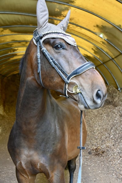 Holsteiner Wallach 9 Jahre 172 cm Brauner in Coburg
