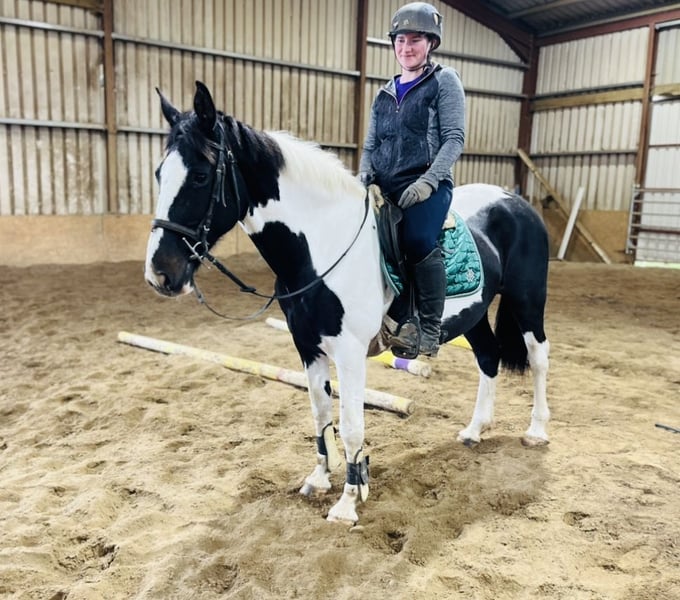 Irish Sport Horse Mare 13 years 15,1 hh Pinto in Sligo
