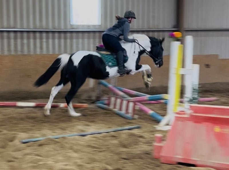 Irish Sport Horse Mare 13 years 15,1 hh Pinto in Sligo