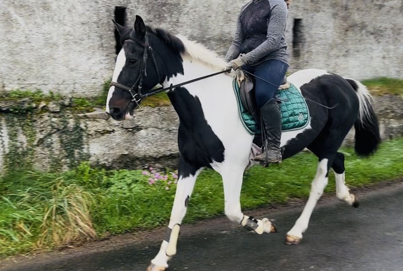 Irish Sport Horse Mare 13 years 15,1 hh Pinto in Sligo