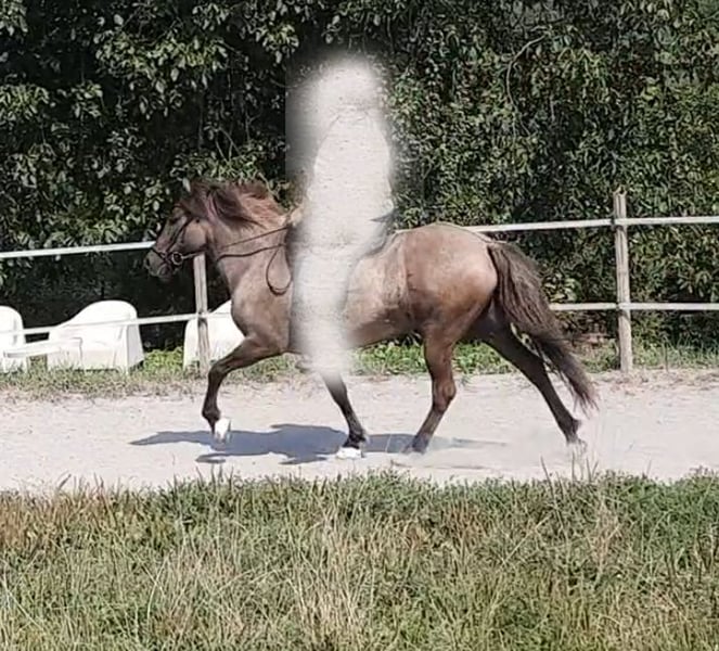 Islandpferd Stute 13 Jahre 143 cm Falbe in Bechenheim