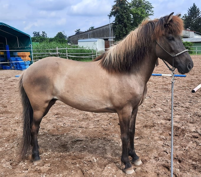 Islandpferd Stute 13 Jahre 143 cm Falbe in Bechenheim