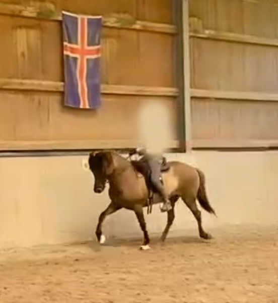 Islandpferd Stute 13 Jahre 143 cm Falbe in Bechenheim