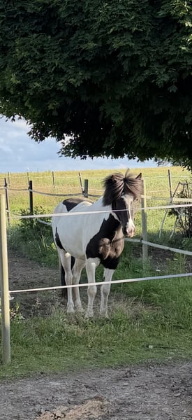 Islandpferd Stute 6 Jahre 144 cm Schecke in Melle