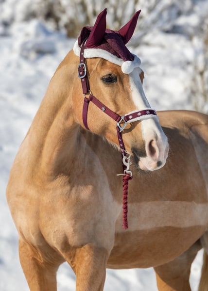 Kinsky-Pferd Stute 17 Jahre 172 cm Palomino in Gaweinstal