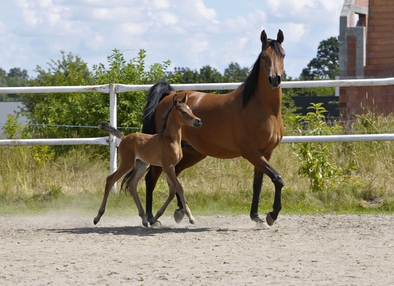 Koń czystej krwi arabskiej Klacz 13 lat 152 cm Gniada in Lodz