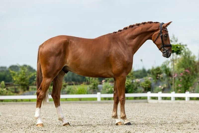 KWPN Hongre 4 Ans 170 cm Alezan in Eibergen