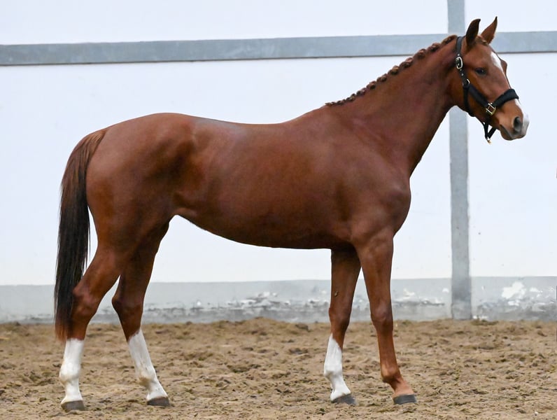 KWPN Jument 3 Ans 168 cm Alezan in GROTE-BROGEL