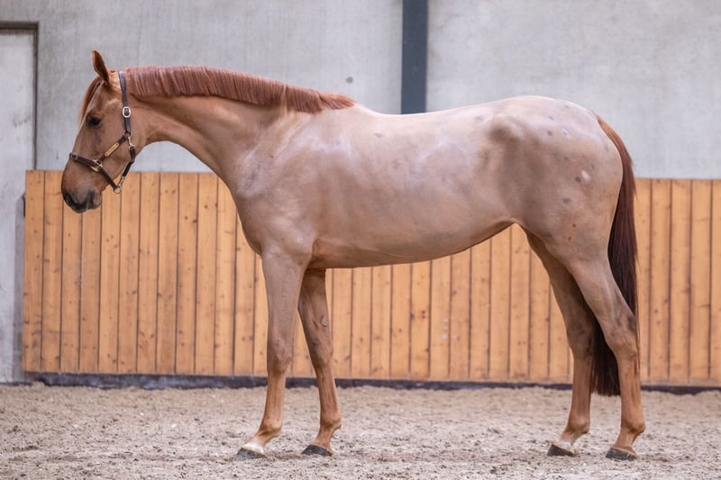 KWPN Jument 4 Ans 170 cm Alezan in Gangelt