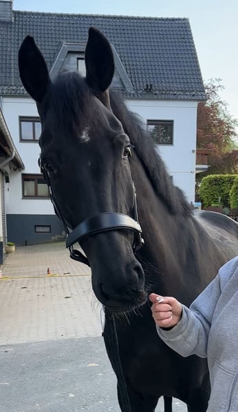 KWPN Mare 9 years 16,3 hh Black in Höchstadt an der Aisch
