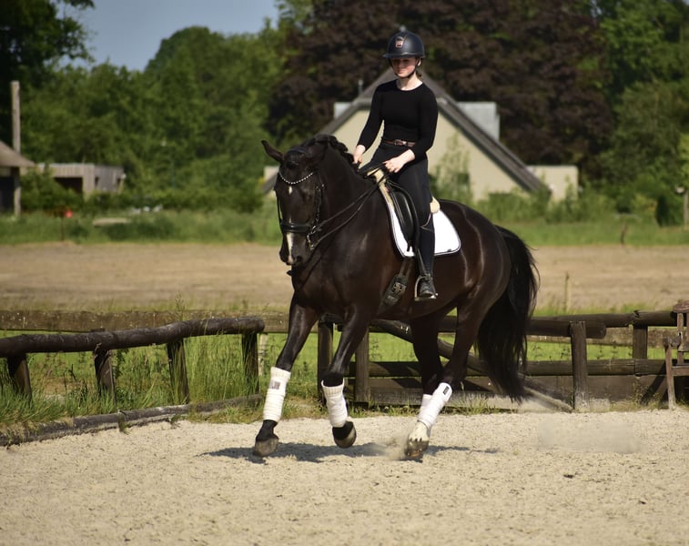 KWPN Stute 10 Jahre Rappe in Achterveld