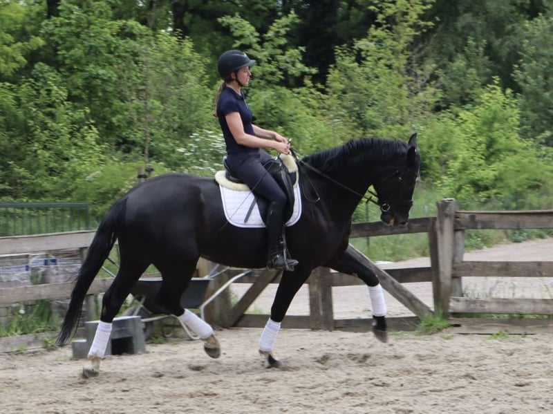 KWPN Stute 5 Jahre 173 cm Rappe in Soest
