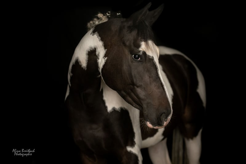 KWPN Wallach 5 Jahre 165 cm Schecke in Kinrooi