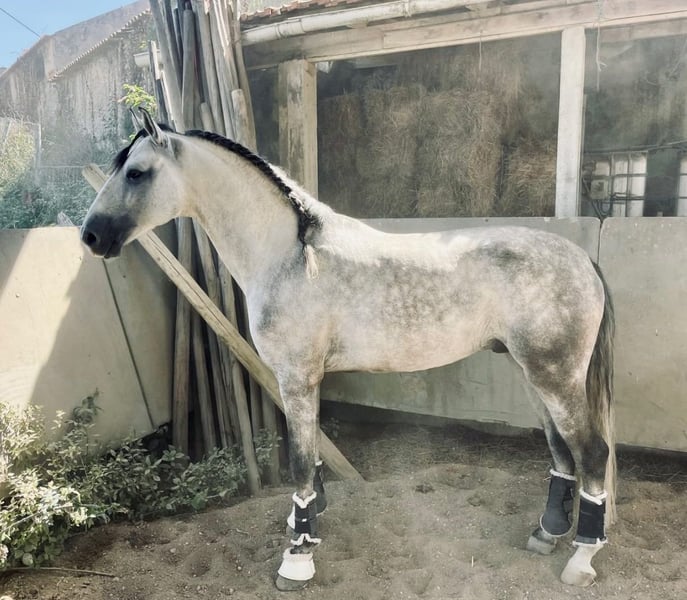 Lusitano Gelding 6 years 15.1 hh Grey in Malaga