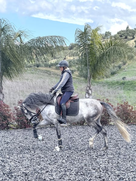 Lusitano Gelding 6 years 15.1 hh Grey in Malaga