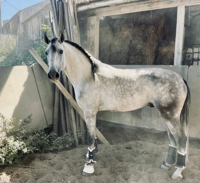 Lusitano Gelding 6 years 15.1 hh Grey in Malaga