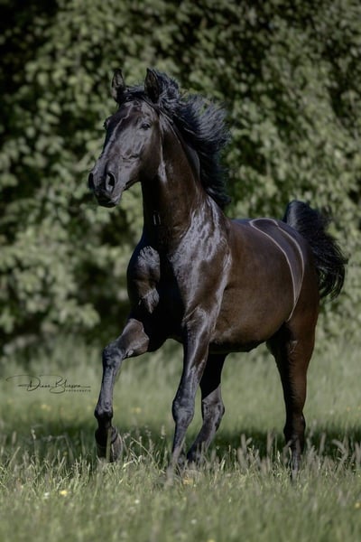 Lusitanos Wallach 9 Jahre 163 cm Rappe in Jülich