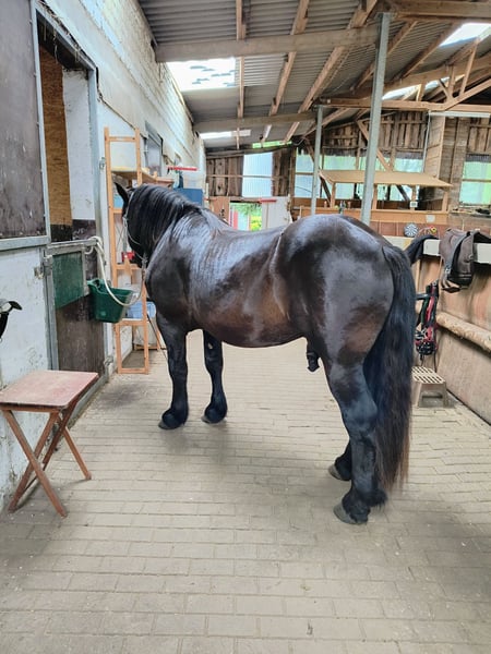 Noriker Wallach 5 Jahre 162 cm Rappe in Peenehagen