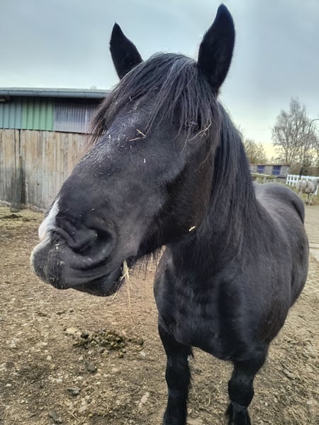 Noriker Wallach 5 Jahre 162 cm Rappe in Peenehagen