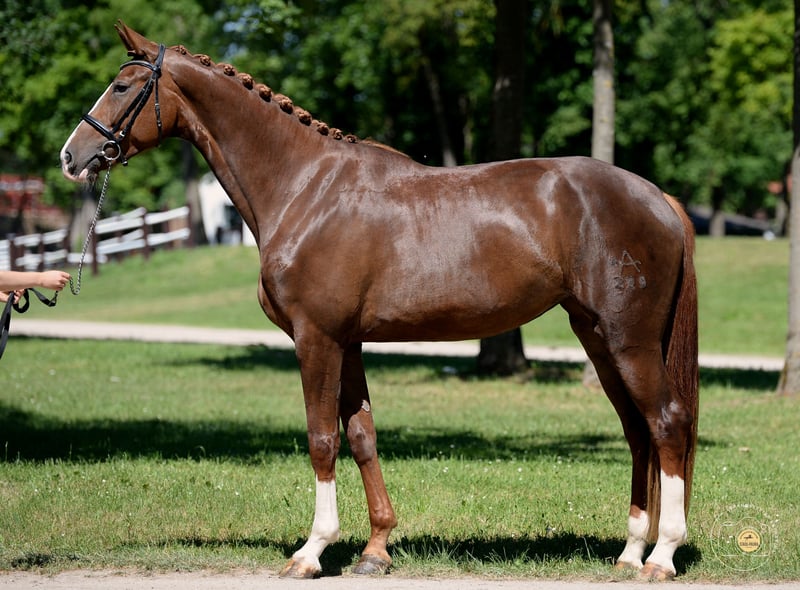 Österreichisches Warmblut Stute 4 Jahre 176 cm Fuchs in Stadl-Paura