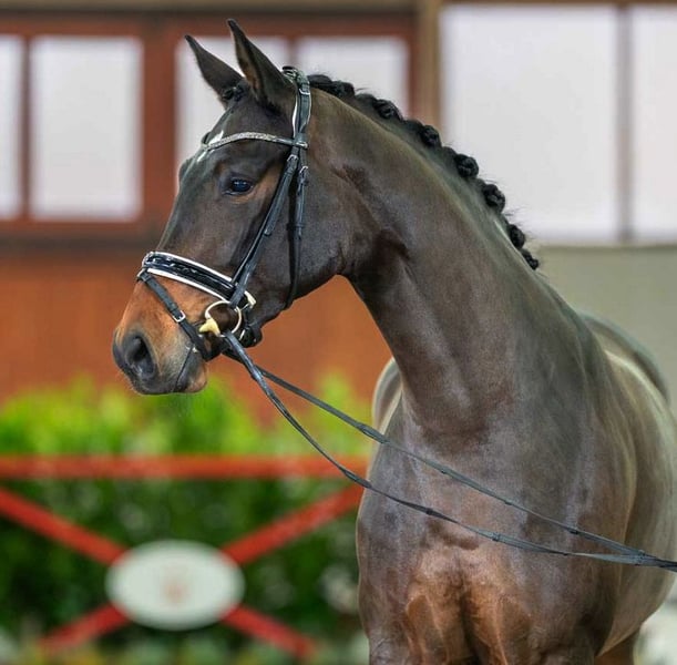 Oldenbourg Jument 3 Ans 167 cm Bai brun in Bramsche