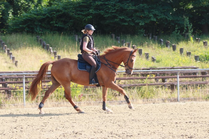 Oldenburg Gelding 14 years 16,2 hh Chestnut-Red in Hofheim am Taunus