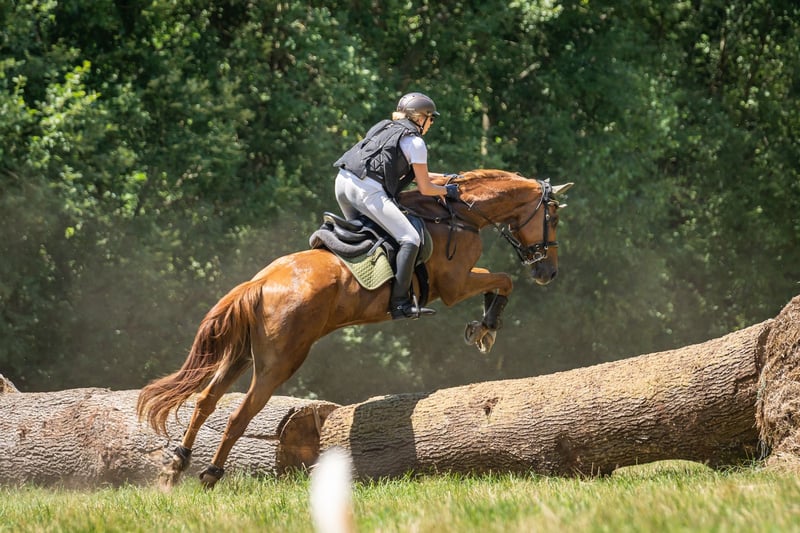 Oldenburg Gelding 14 years 16,2 hh Chestnut-Red in Hofheim am Taunus