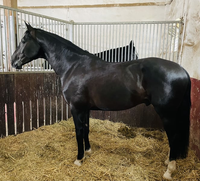 Oldenburg Gelding 5 years 16 hh Black in Bruchköbel