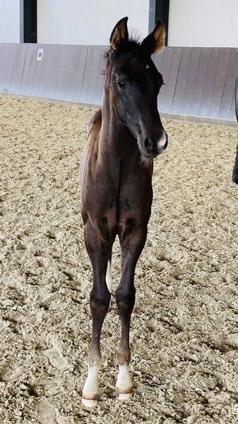 Oldenburg Gelding 5 years 16 hh Black in Bruchköbel