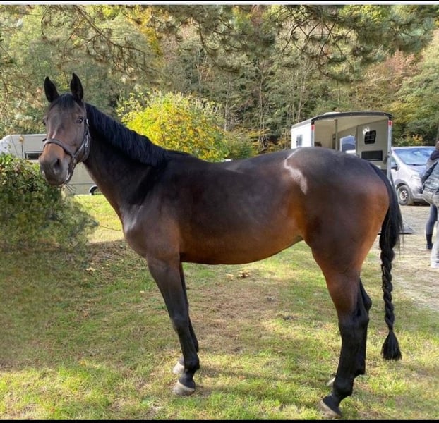 Oldenburg-International (OS) Mare 11 years 16,1 hh Bay-Dark in ...