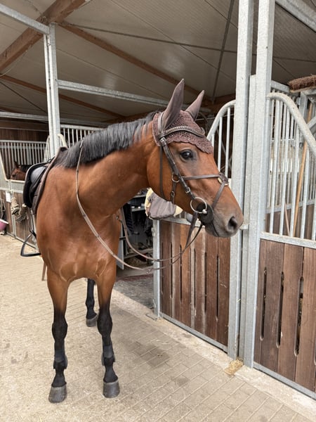 Oldenburg-International (OS) Mare 6 years 16.2 hh Brown in Witten