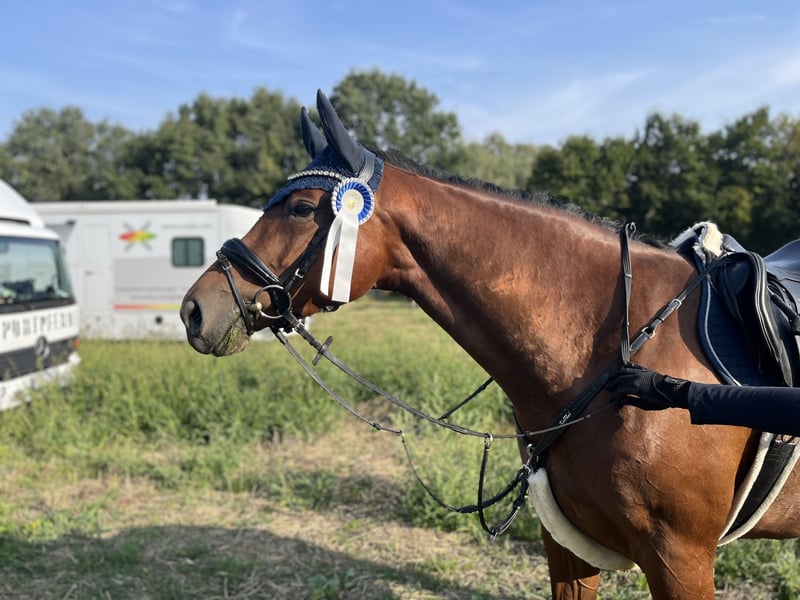Oldenburg-International (OS) Mare 6 years 16.2 hh Brown in Witten