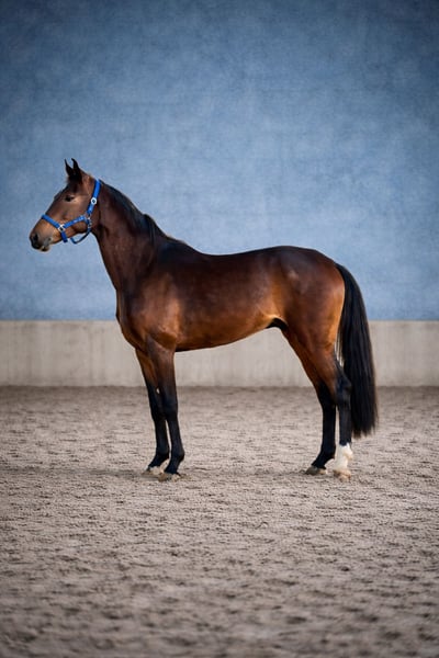 Oldenburg Mare 5 years 16 hh Bay-Dark in Lotte