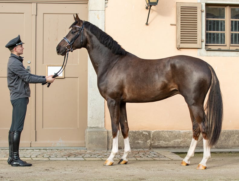 Oldenburger Hengst Dunkelfuchs in Moritzburg