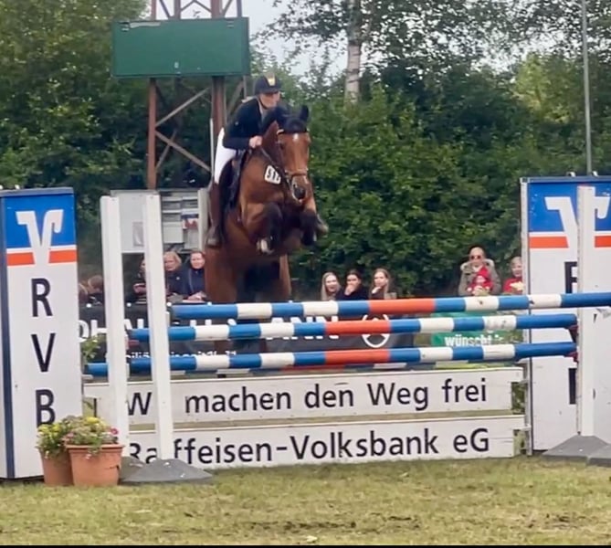 Anatomie beim Pferd I ehorses Magazin