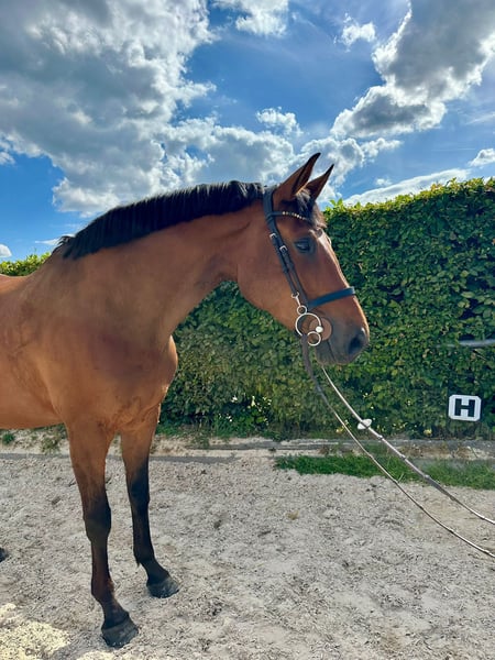 Oldenburger Springpferd Stute 15 Jahre 172 cm Brauner in Kirchberg an ...