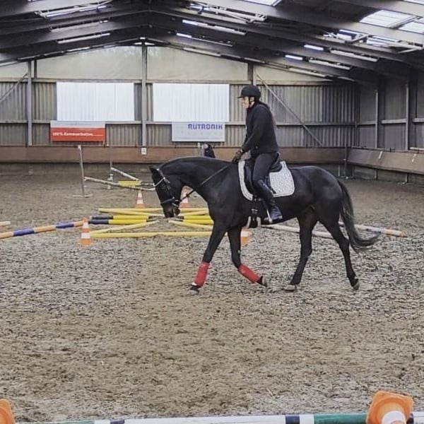 Oldenburger Stute 12 Jahre 168 cm Schwarzbrauner in Bad Herrenalb