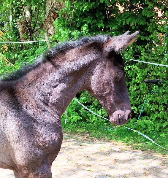 Oldenburger Stute Fohlen (04/2026) 175 cm Rappe in Wittmund