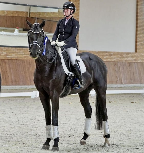 Oldenburger Wallach 9 Jahre 174 cm Rappe in Berlin