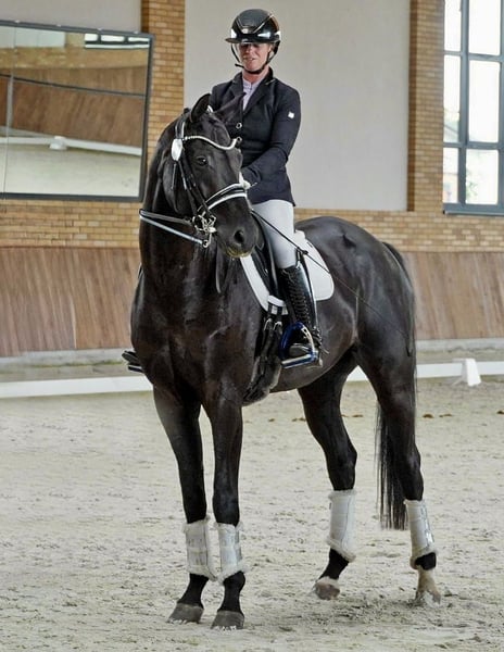 Oldenburger Wallach 9 Jahre 174 cm Rappe in Berlin