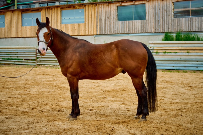 Paint-häst Valack 5 år 147 cm Overo-skäck-alla-färger in Eggenthal