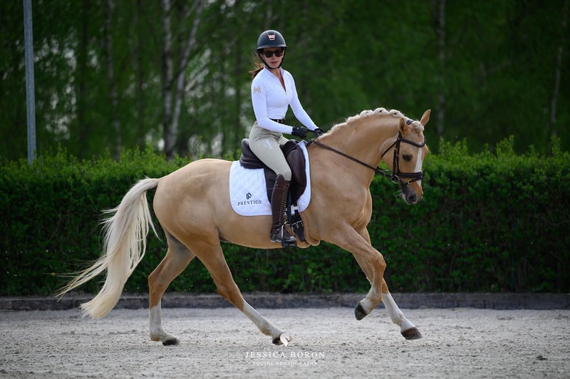Polish riding pony Gelding 5 years 15 hh Palomino in Kicin