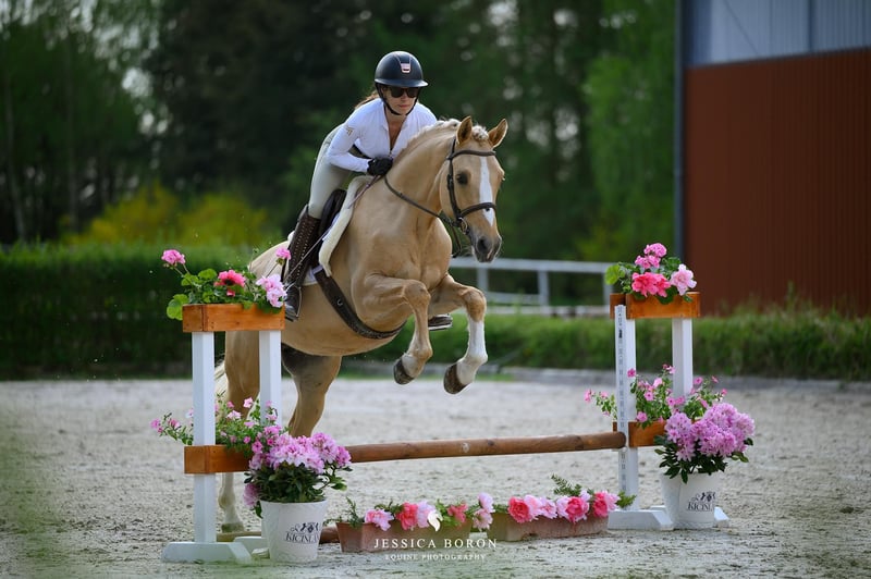 Polish riding pony Gelding 5 years 15 hh Palomino in Kicin