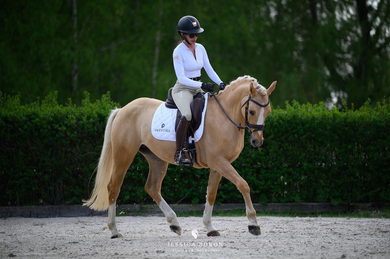 Polish riding pony Gelding 5 years 15 hh Palomino in Kicin